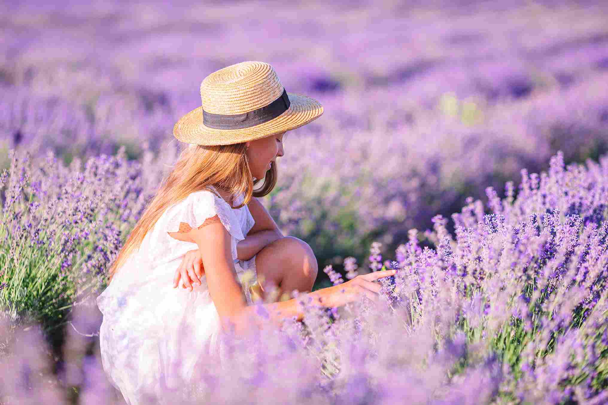 Top 200+ Lavender Quotes For Instagram 2024