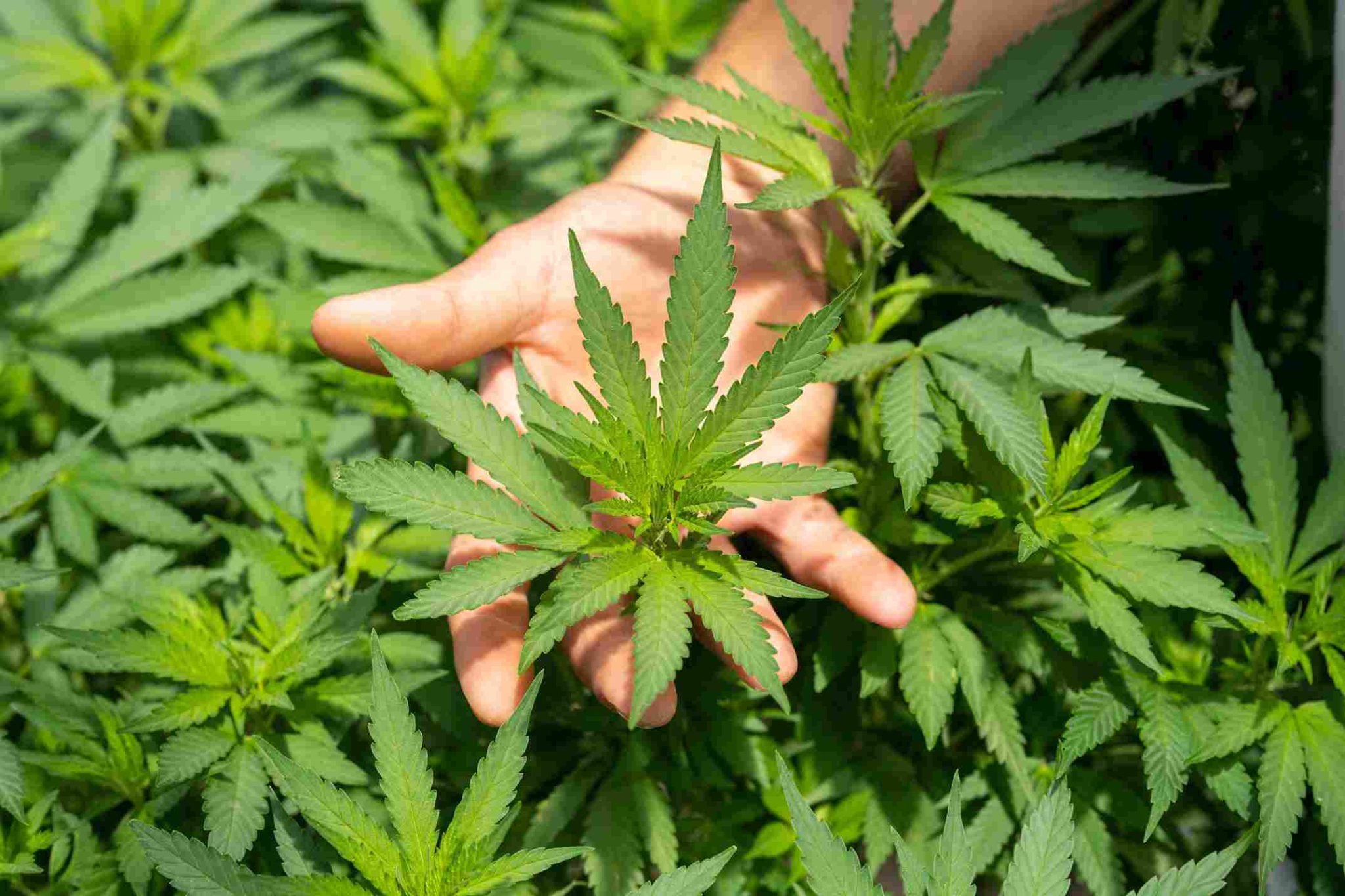 5 Ways CBD Affects Your Brain